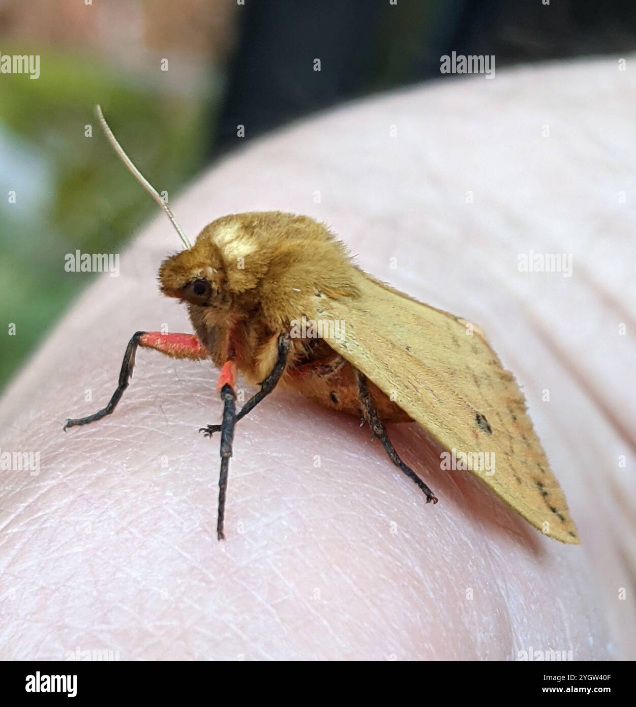 Isabella Tiger Moth (Pyrrharctia isabella Stock Photo - Alamy