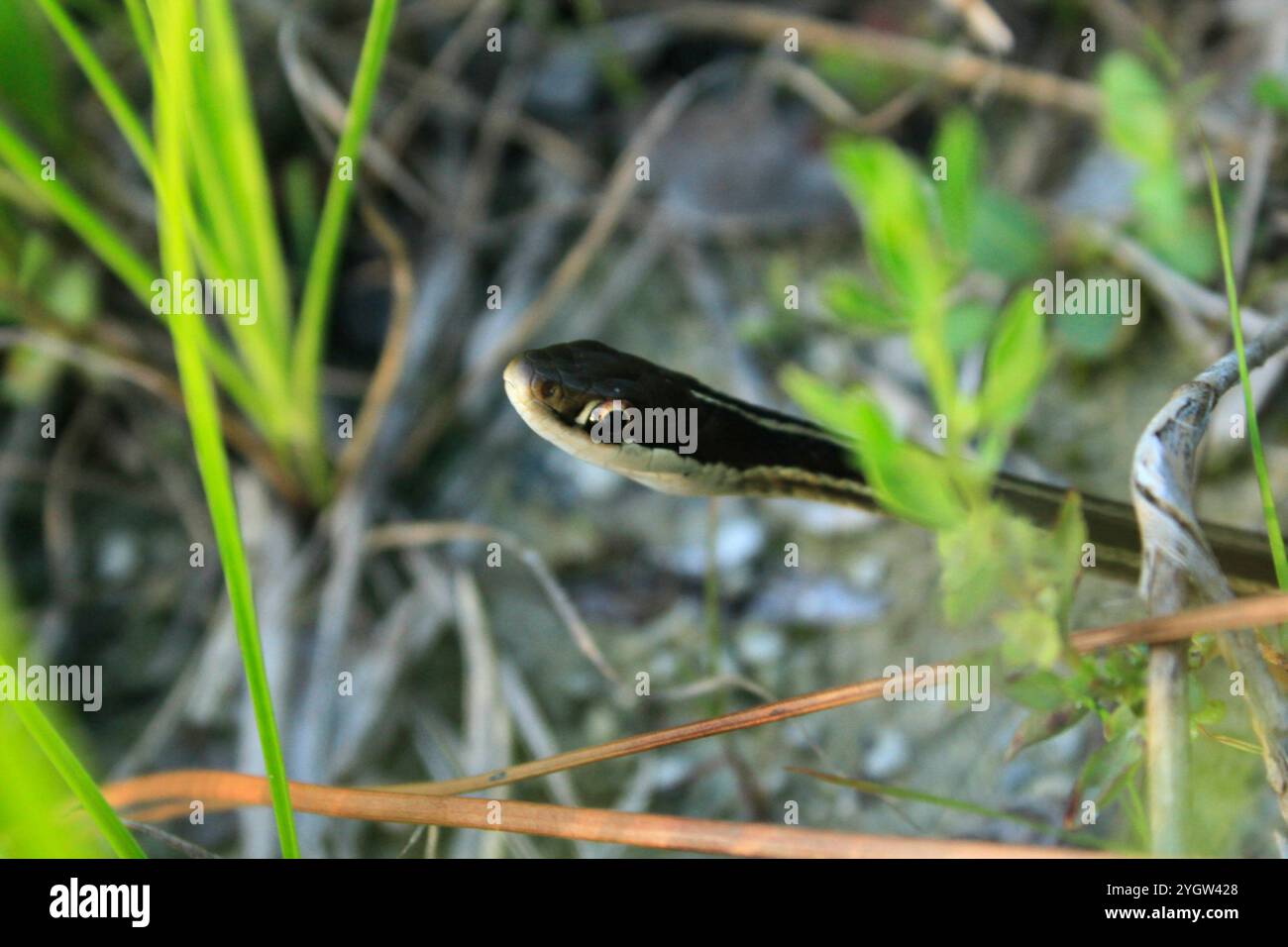 Common Ribbon Snake (Thamnophis saurita Stock Photo - Alamy