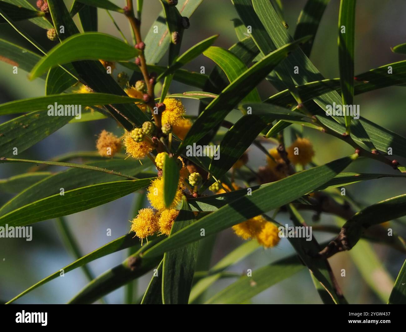 Acacia confusa hi-res stock photography and images - Alamy