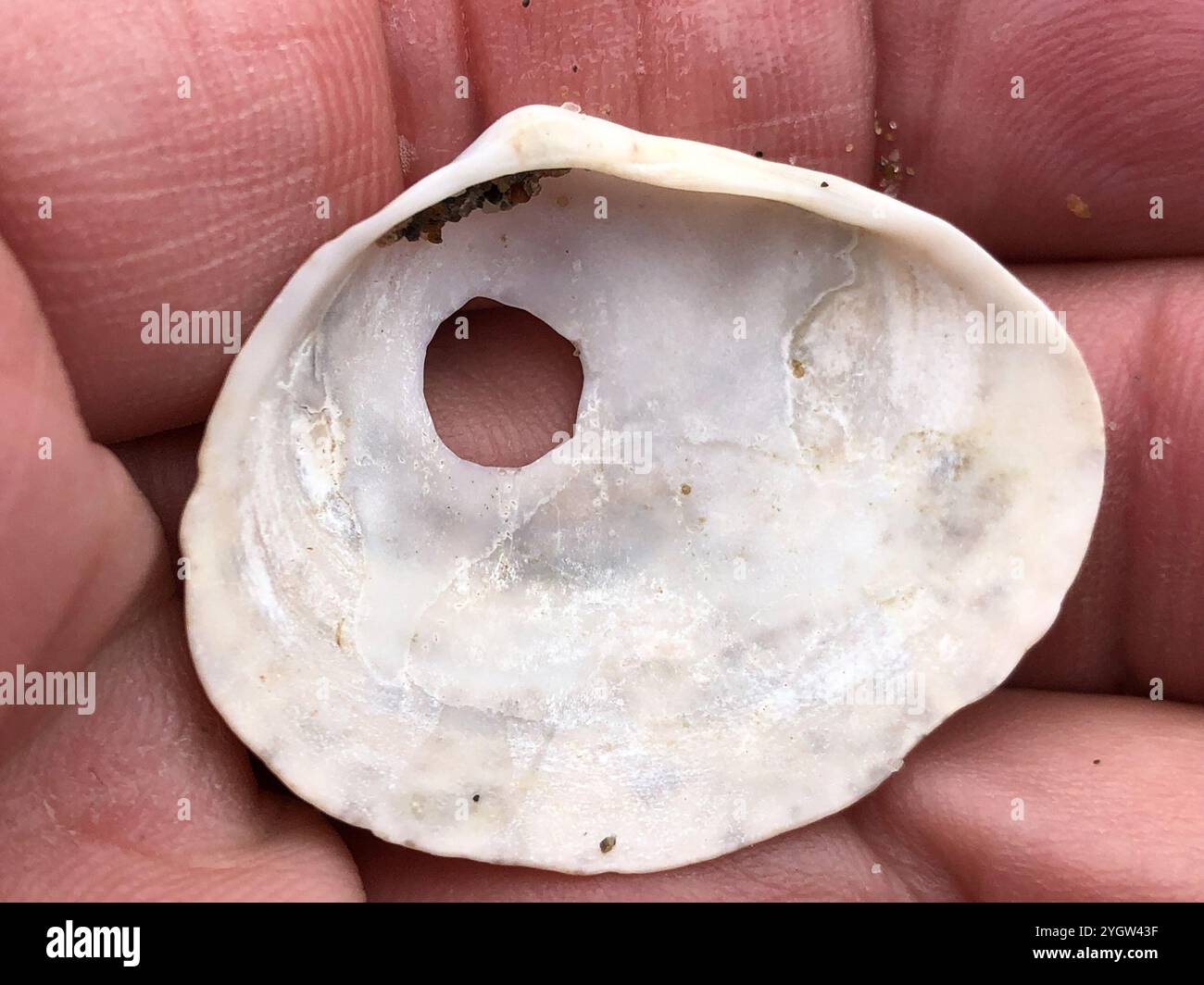 Bent-nosed Clam (Macoma nasuta Stock Photo - Alamy
