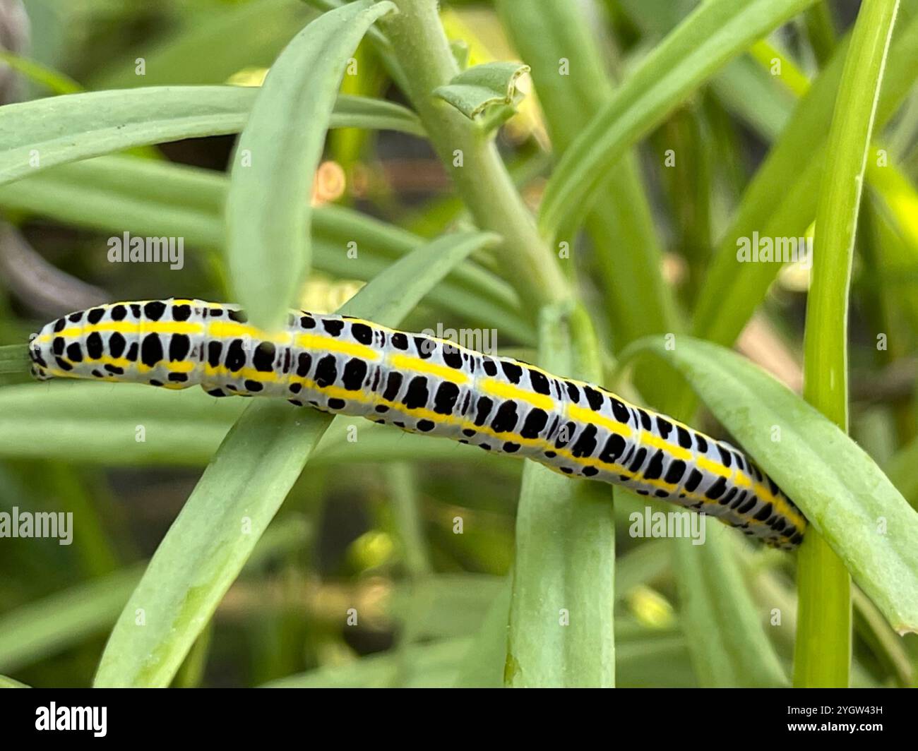 Toadflax Brocade Moth (Calophasia lunula Stock Photo - Alamy