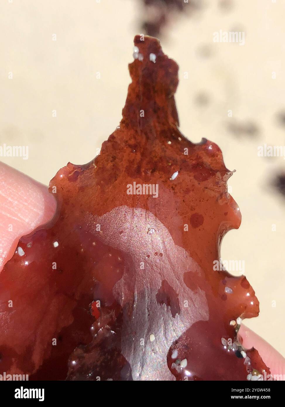 Grape Tongue (Cryptopleura ruprechtiana Stock Photo - Alamy