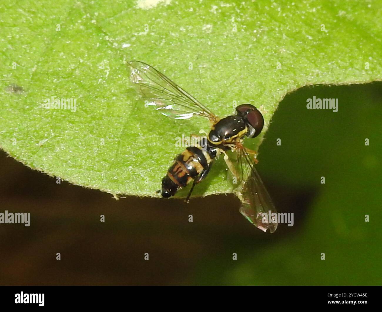 Eastern Calligrapher (Toxomerus geminatus Stock Photo - Alamy