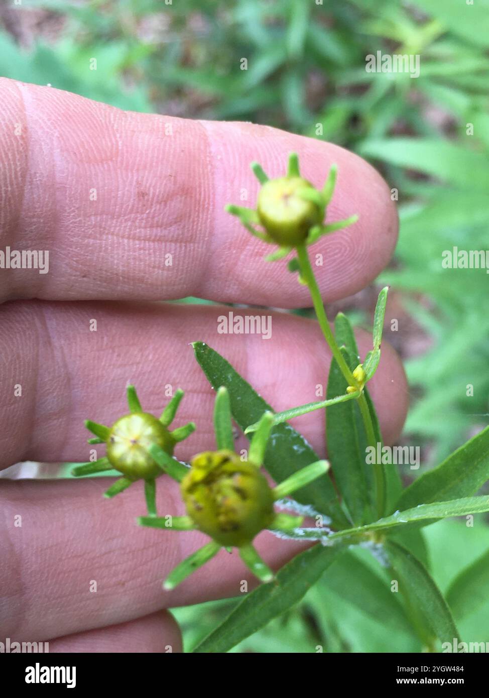 Greater Tickseed (Coreopsis major Stock Photo - Alamy