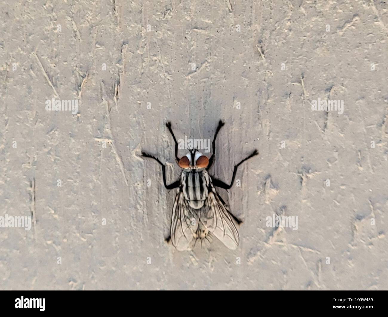 Common Flesh Flies (Sarcophaga Stock Photo - Alamy