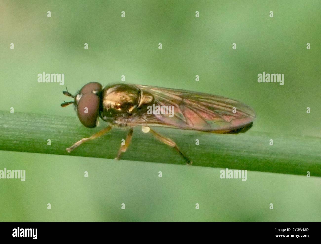 Variable Duskyface Fly (Melanostoma mellinum Stock Photo - Alamy