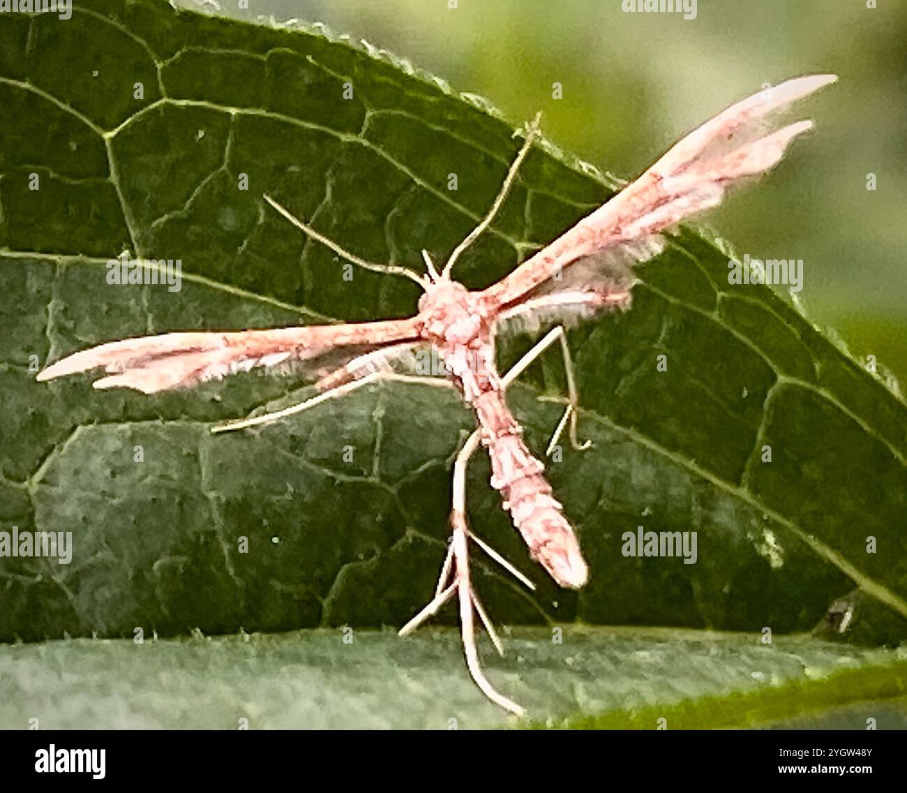 Grape Plume Moth (Geina periscelidactylus Stock Photo - Alamy