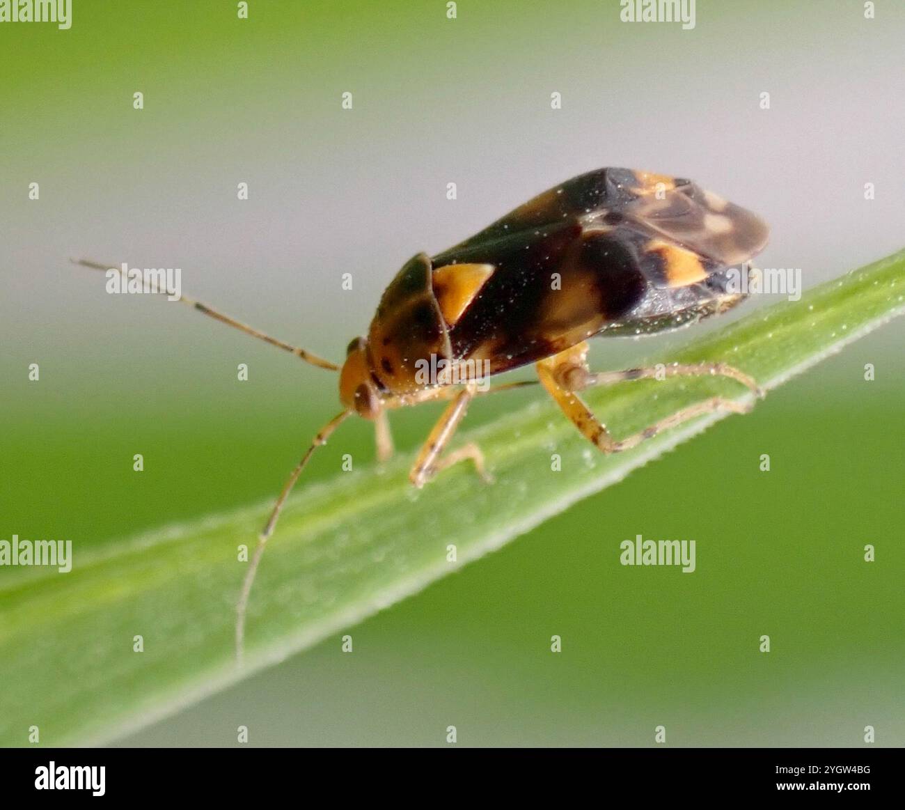 Three Spotted Nettle Bug (Liocoris tripustulatus Stock Photo - Alamy