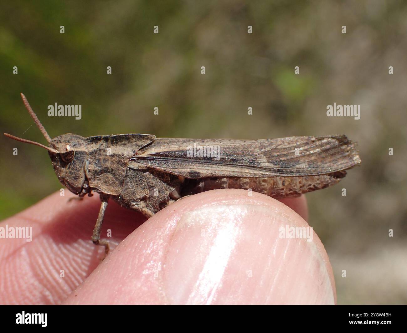 Green-striped Grasshopper (Chortophaga viridifasciata Stock Photo - Alamy