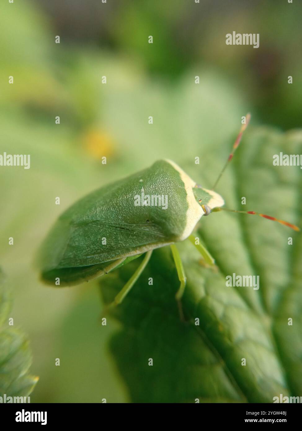 Southern Green Stink Bug (Nezara viridula Stock Photo - Alamy