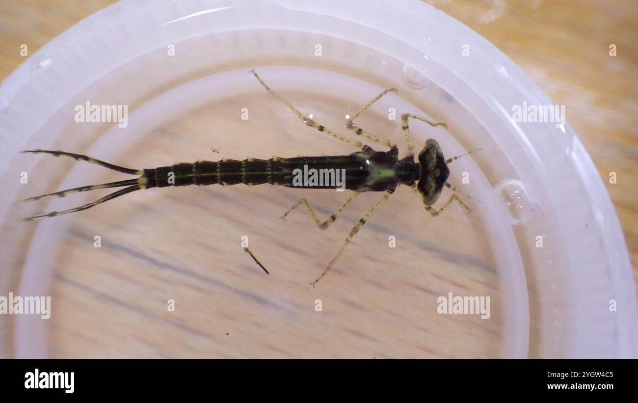 Narrow-winged Damselflies (Coenagrionidae Stock Photo - Alamy