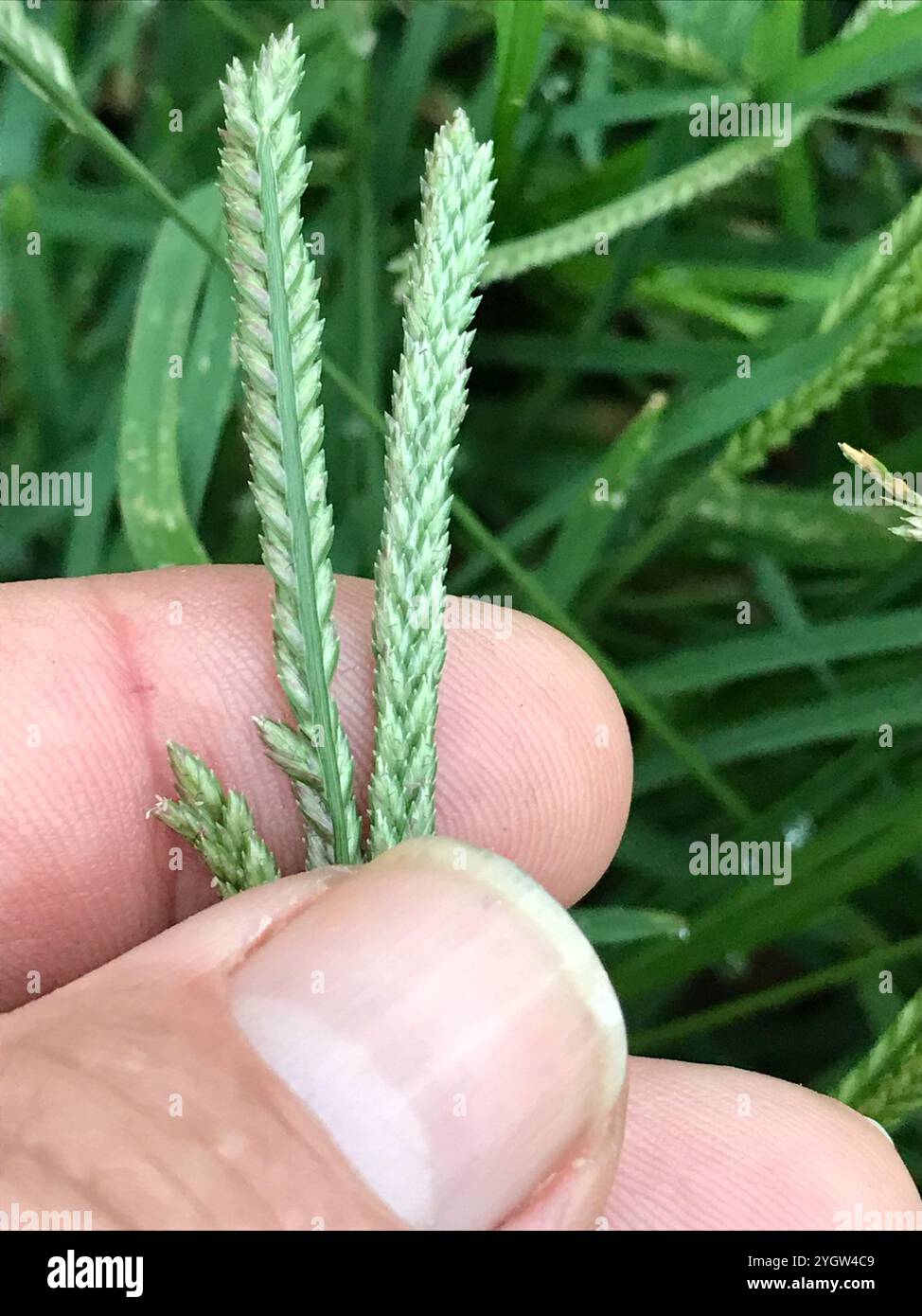 Goose Grass (Eleusine indica Stock Photo - Alamy