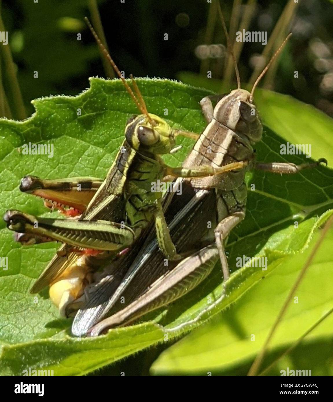 Two-striped Grasshopper (Melanoplus bivittatus Stock Photo - Alamy