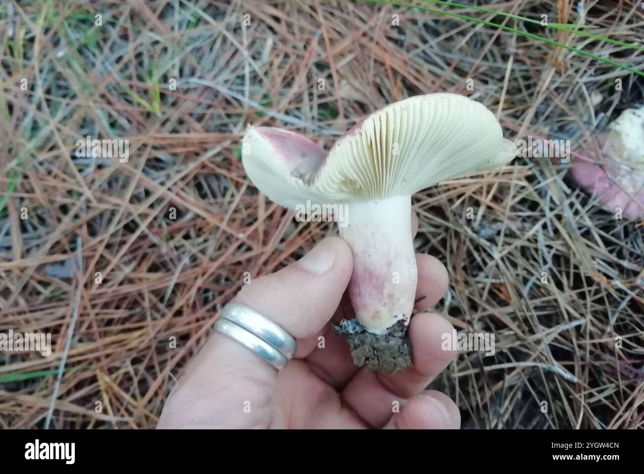 Primrose Brittlegill (Russula sardonia Stock Photo - Alamy