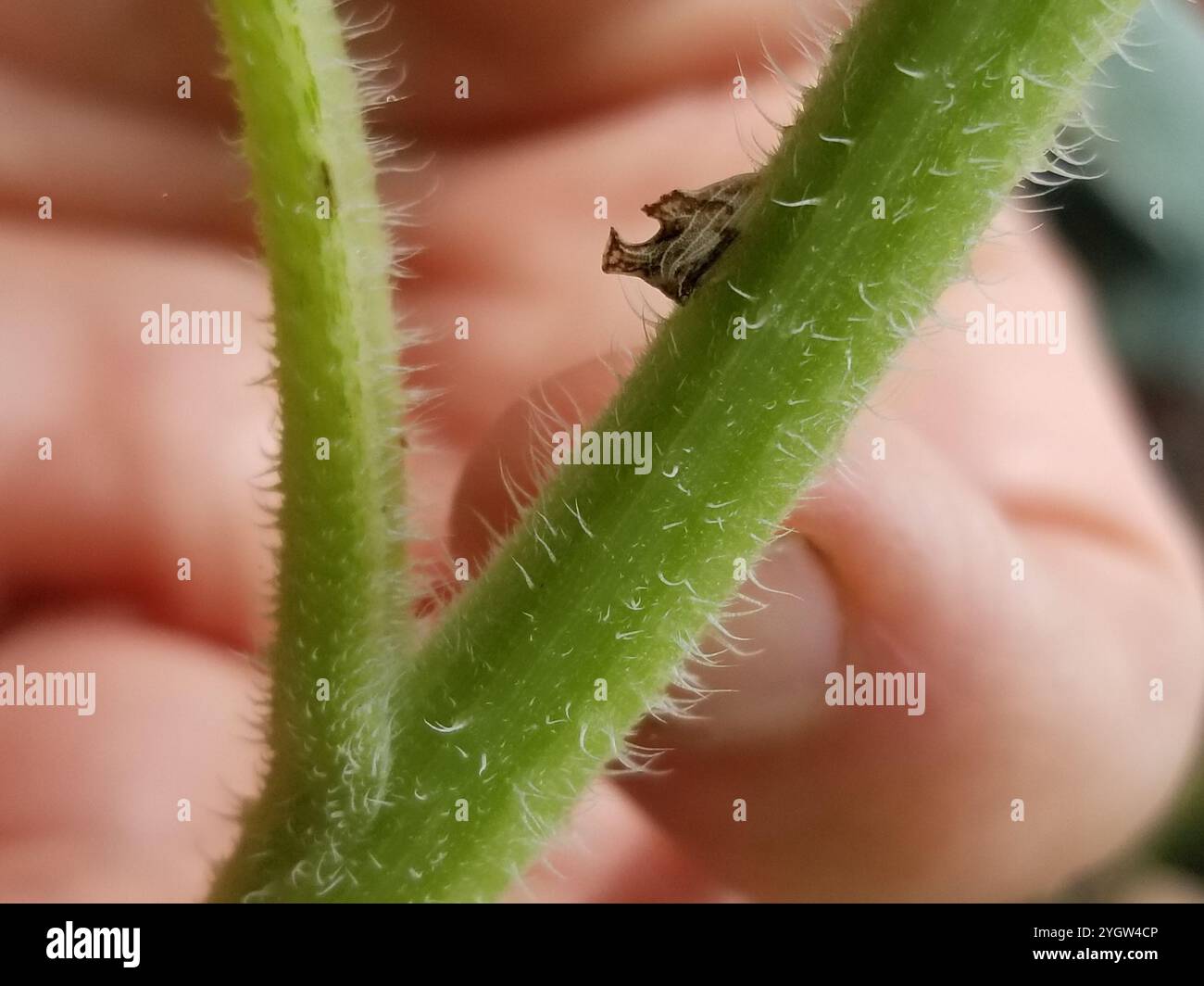 Keeled Treehopper (Entylia carinata Stock Photo - Alamy