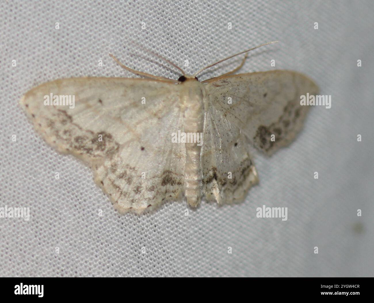 Geometer Moths (Geometridae Stock Photo - Alamy
