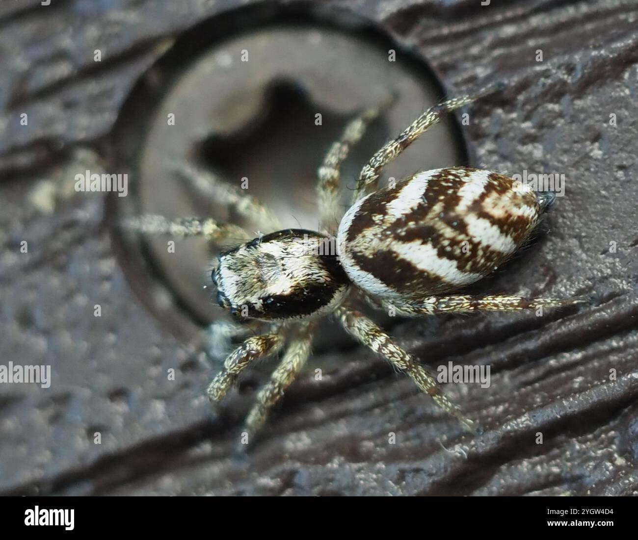 Zebra Jumping Spider (Salticus scenicus Stock Photo - Alamy