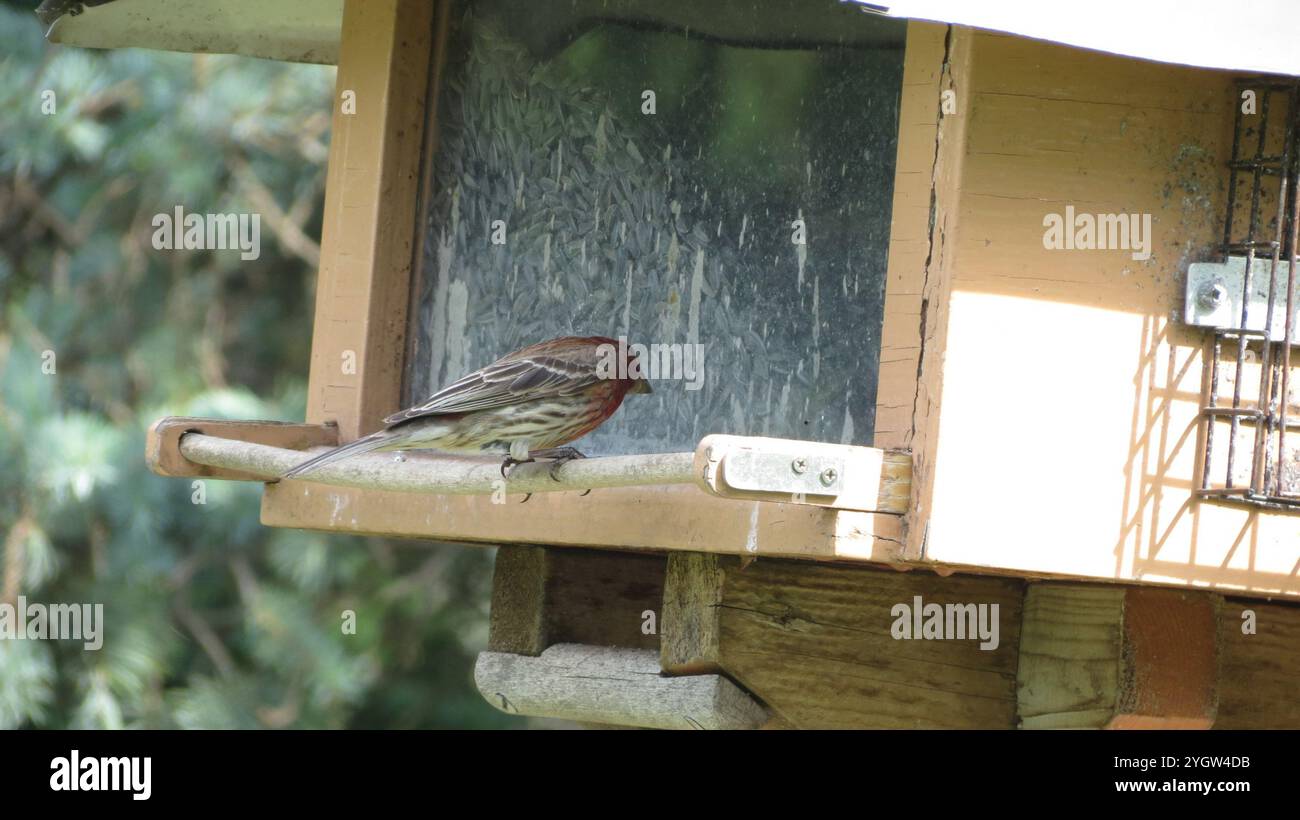 House Finch (Haemorhous mexicanus Stock Photo - Alamy