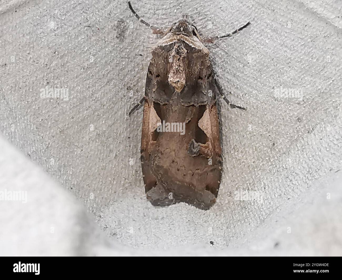 Setaceous Hebrew Character (Xestia c-nigrum Stock Photo - Alamy