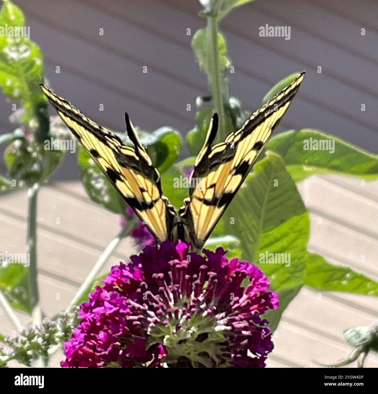 Western Tiger Swallowtail (Papilio rutulus Stock Photo - Alamy
