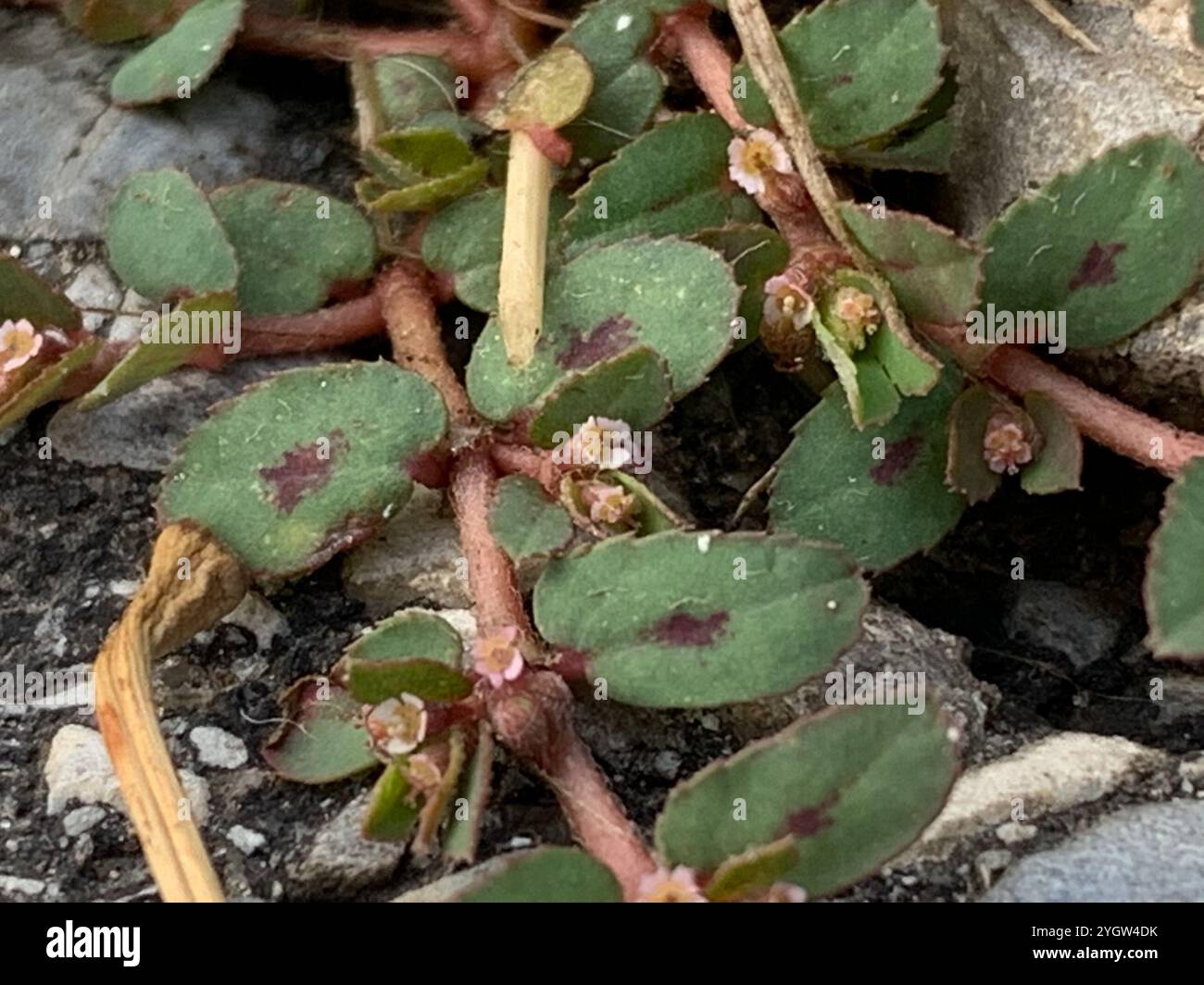 Spotted spurge (Euphorbia maculata Stock Photo - Alamy