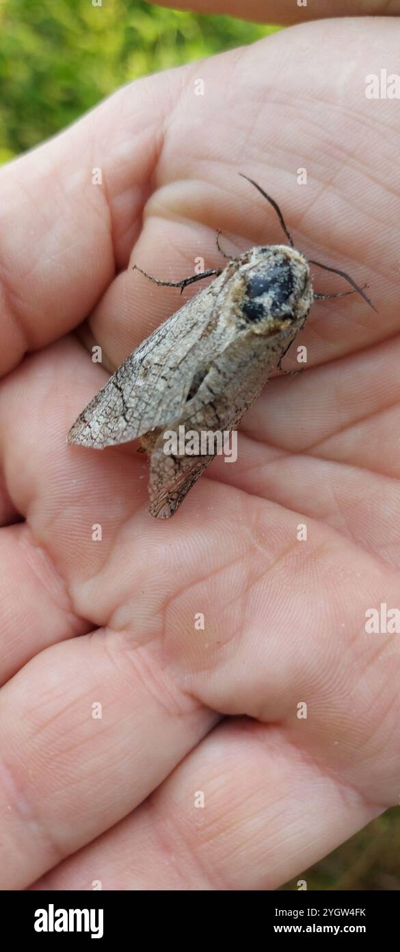 Goat Moth (Cossus cossus Stock Photo - Alamy