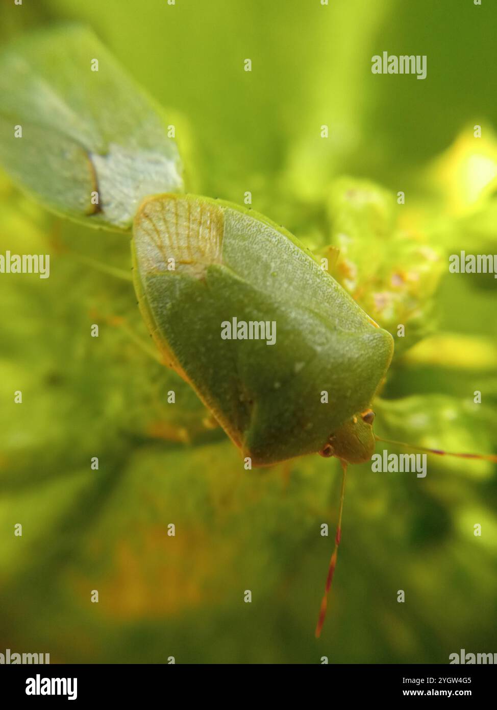 Southern Green Stink Bug (Nezara viridula Stock Photo - Alamy