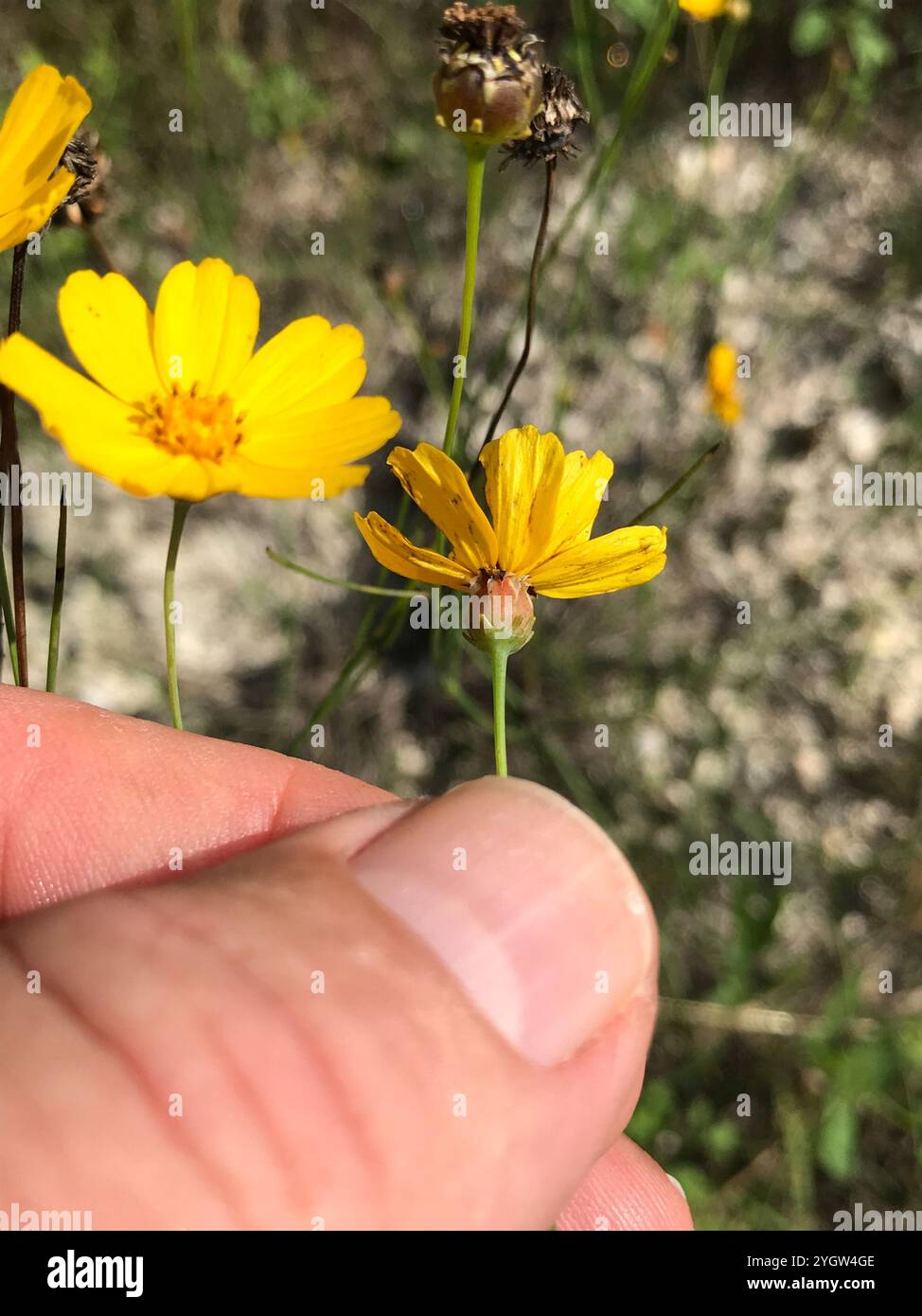 Slender Greenthread (Thelesperma simplicifolium Stock Photo - Alamy