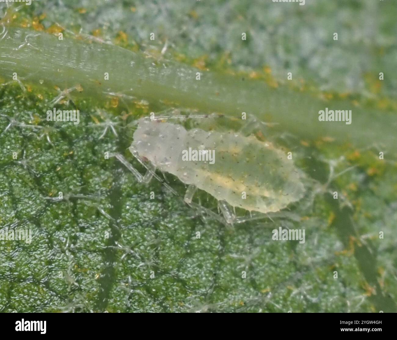 Black-bordered oak aphid (Lineomyzocallis walshii Stock Photo - Alamy