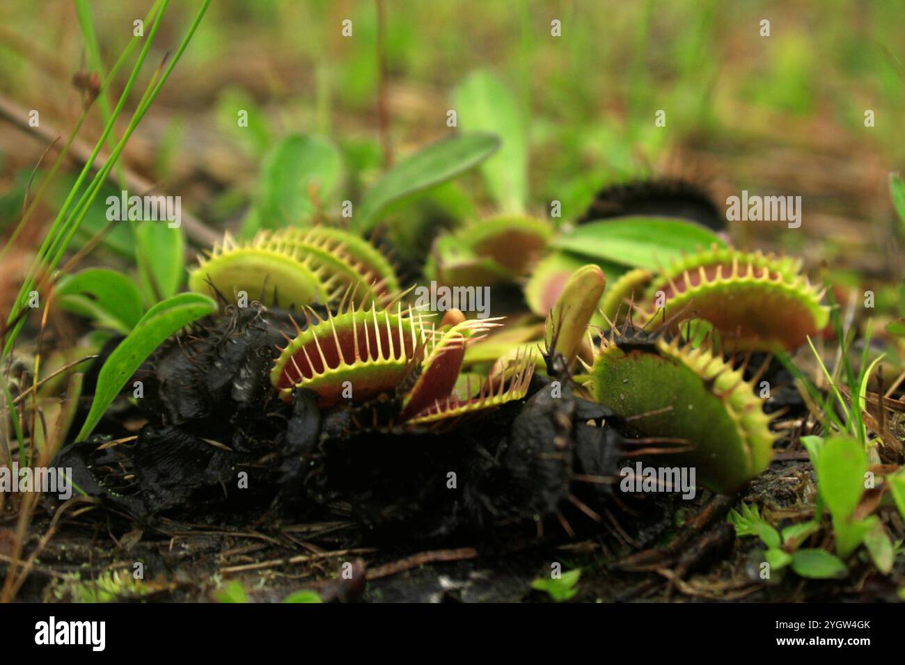 Venus flytrap (Dionaea muscipula Stock Photo - Alamy