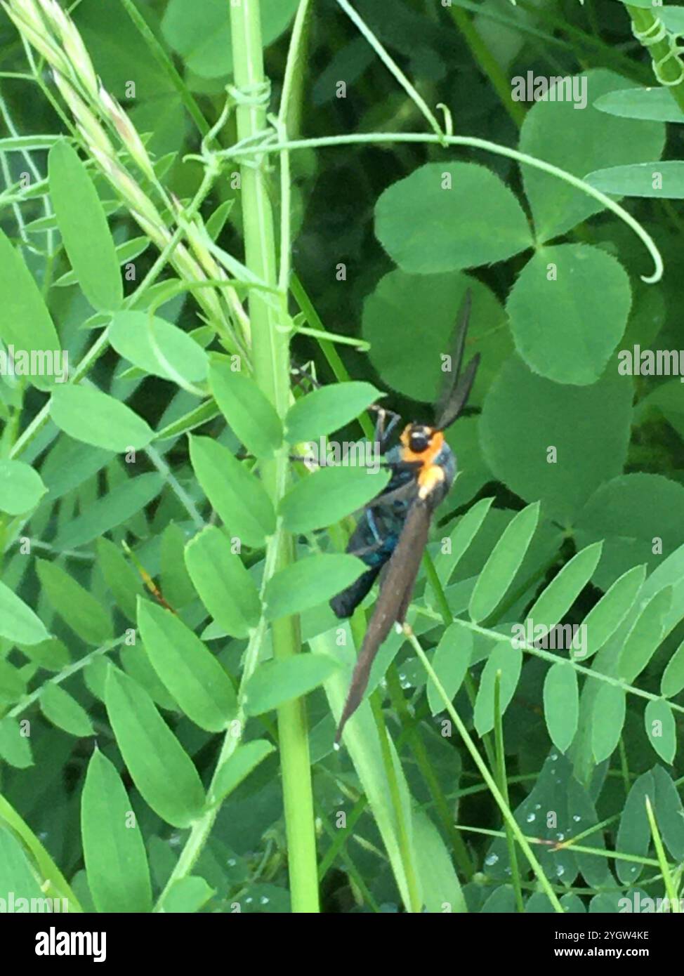 Virginia Ctenucha Moth (Ctenucha virginica Stock Photo - Alamy