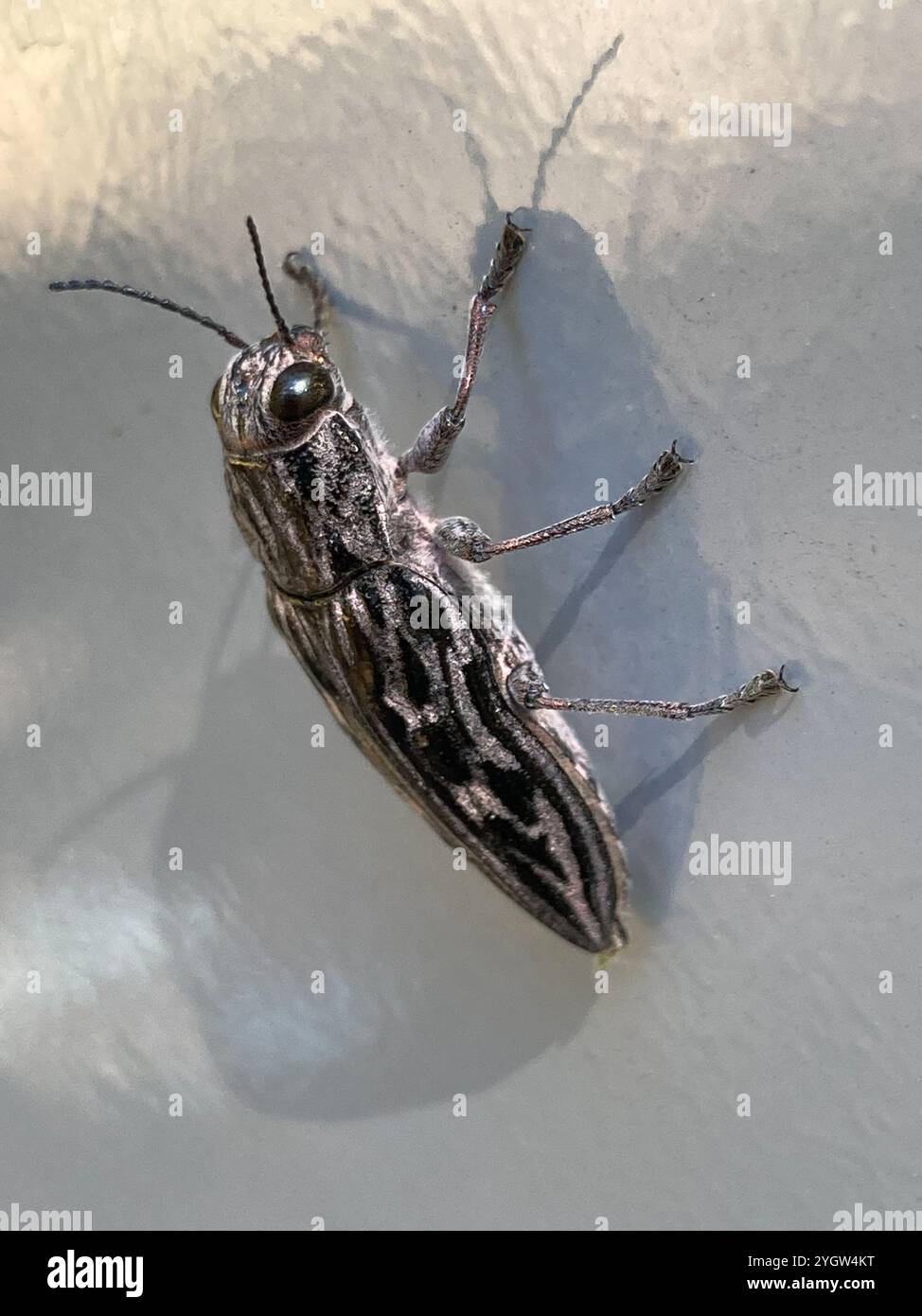 Western Sculptured Pine Borer (Chalcophora angulicollis Stock Photo - Alamy