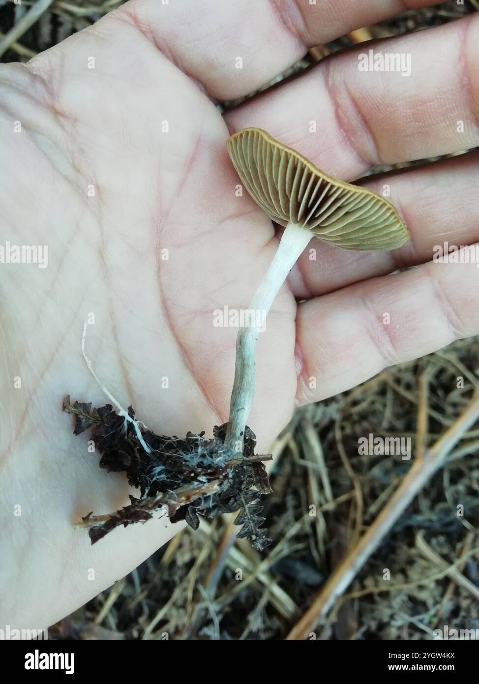 Psilocybe cyanescens hi-res stock photography and images - Alamy