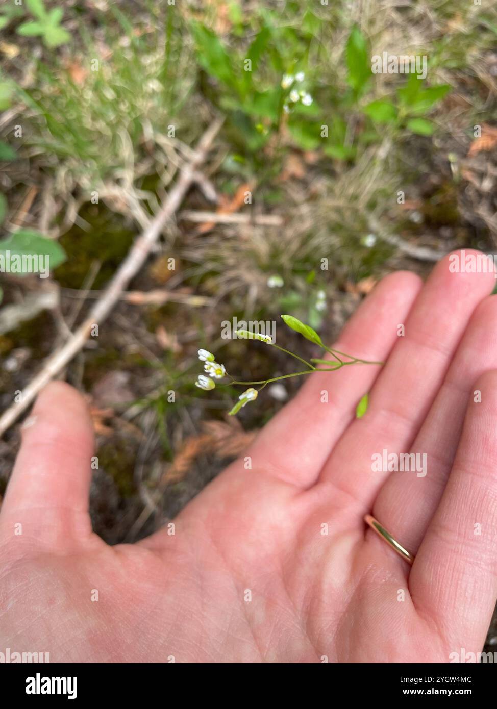 Common Whitlowgrass (Draba verna Stock Photo - Alamy