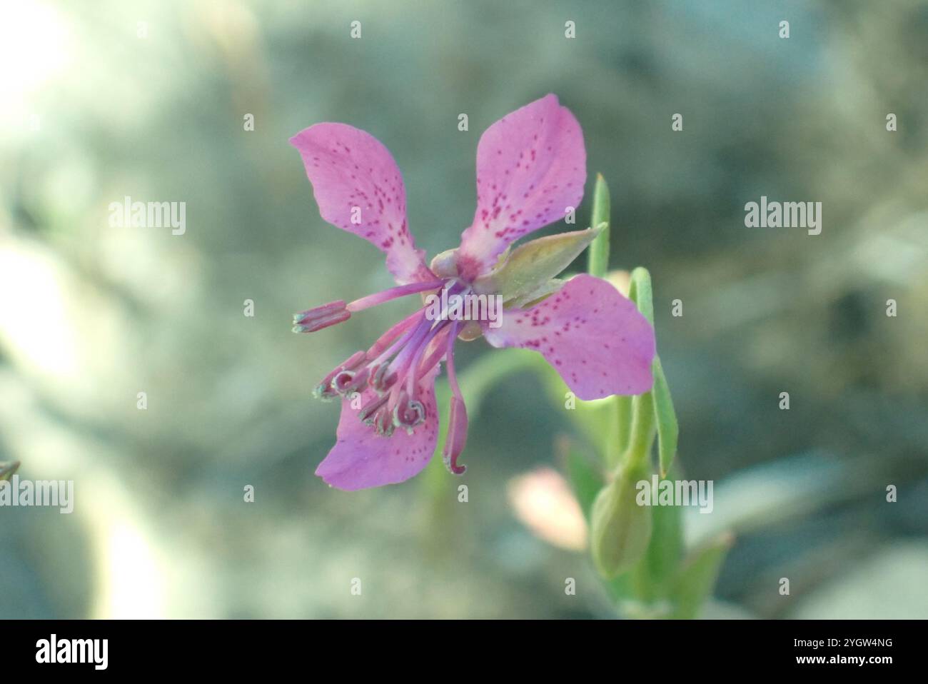 diamond clarkia (Clarkia rhomboidea Stock Photo - Alamy