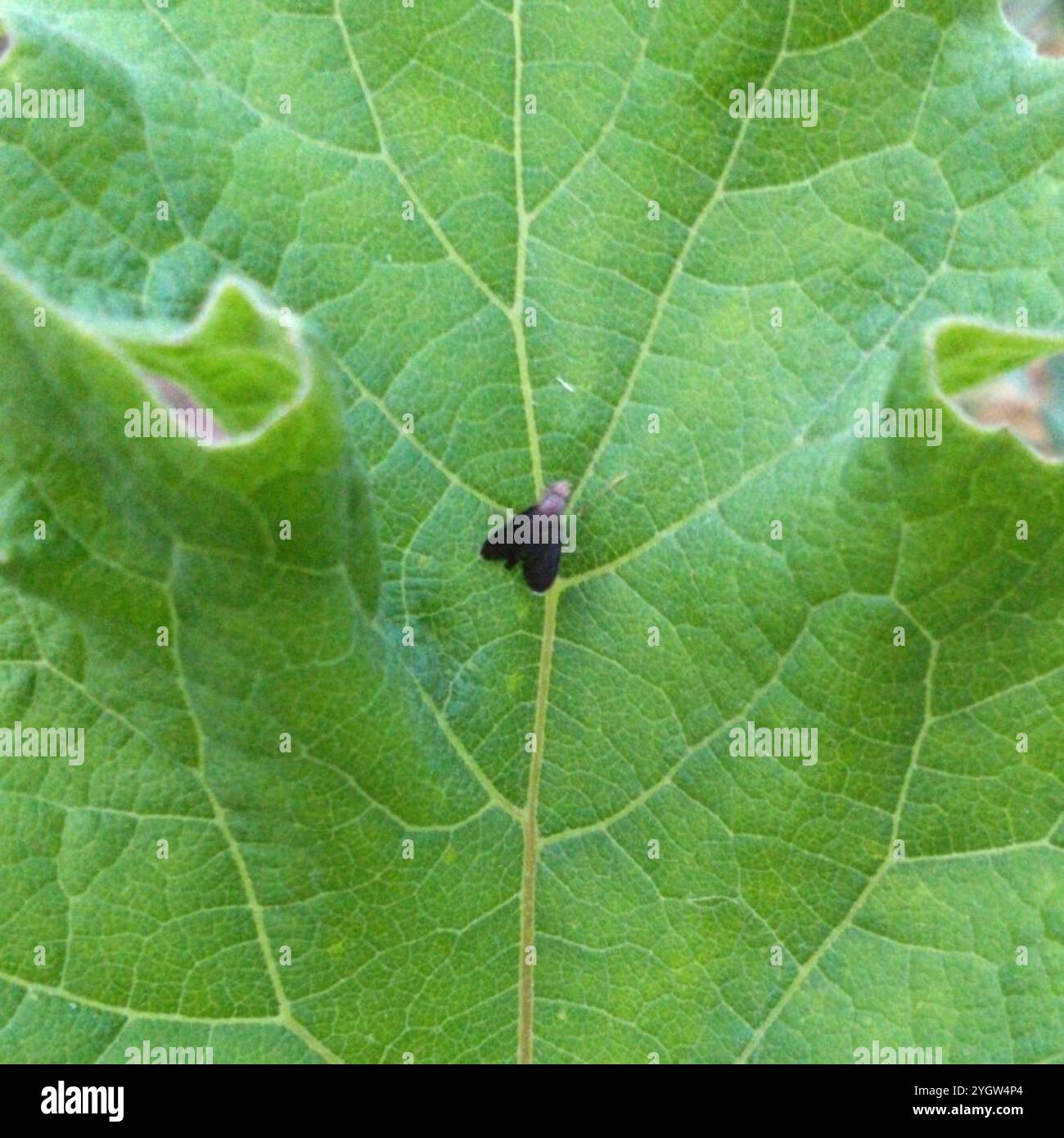 Eutreta hi-res stock photography and images - Alamy