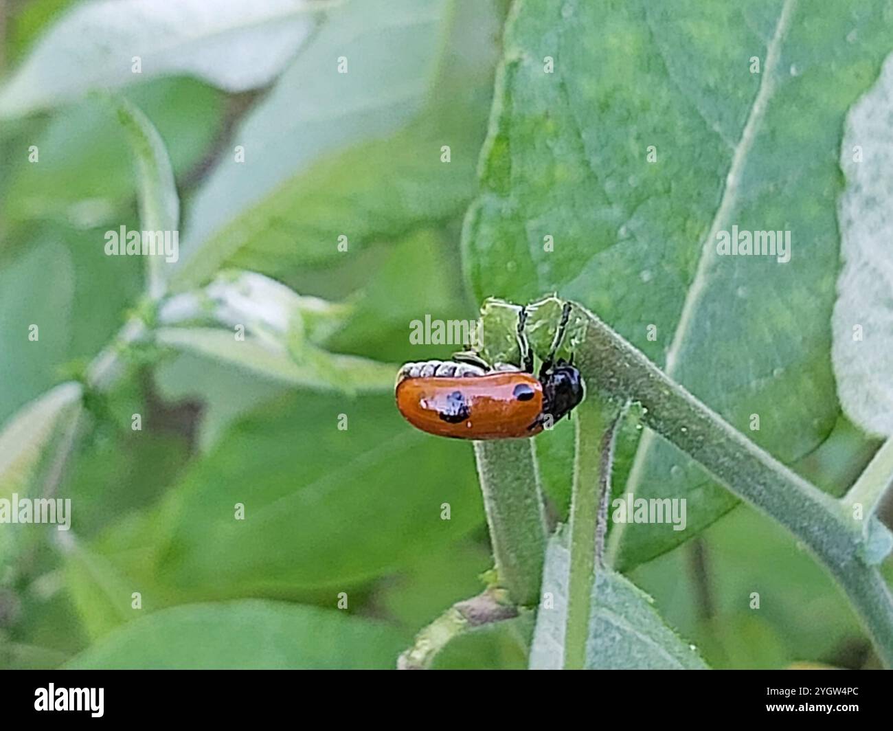 Four Spotted Leaf Beetle (Clytra quadripunctata Stock Photo - Alamy