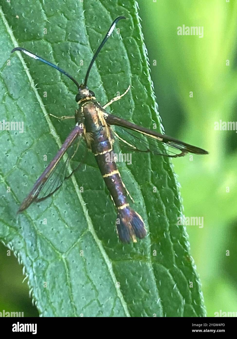 Ironweed Clearwing Moth (Carmenta bassiformis Stock Photo - Alamy