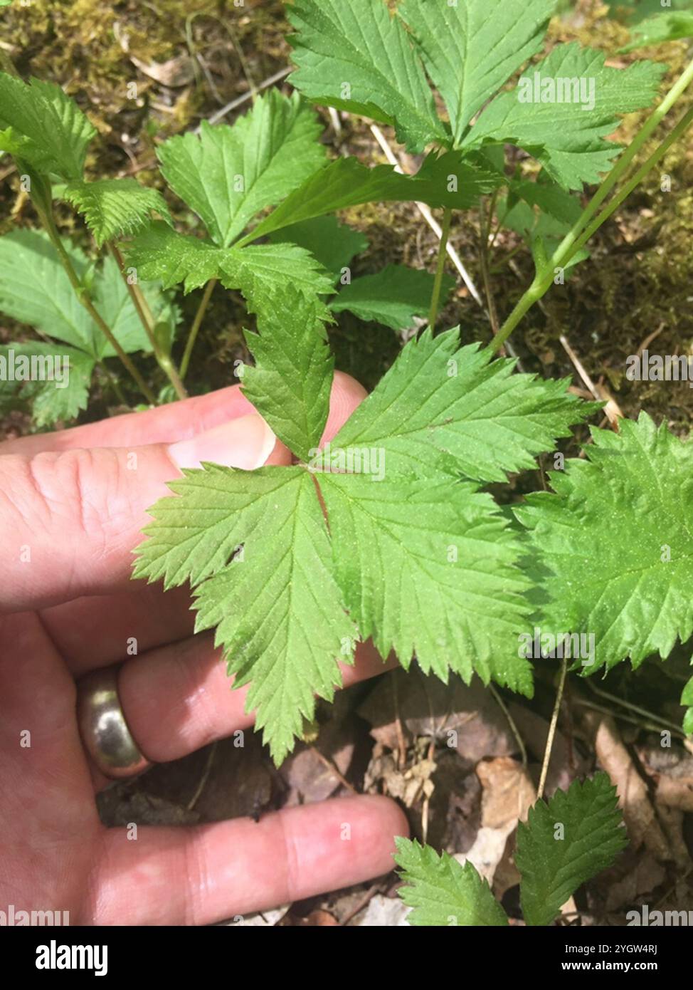 dwarf raspberry (Rubus pubescens Stock Photo - Alamy