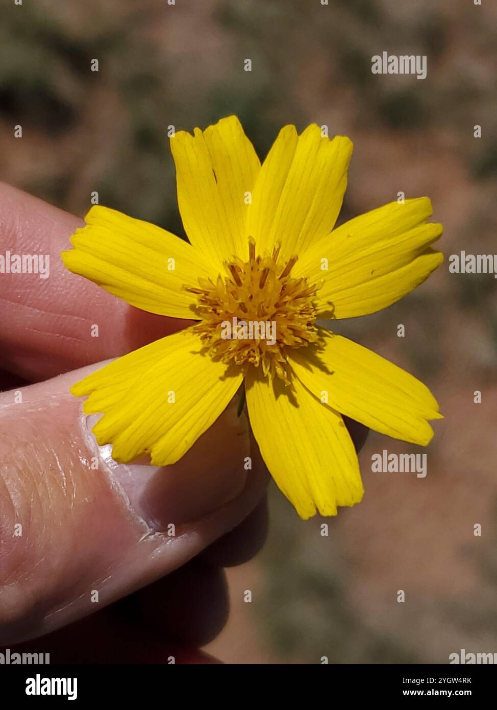 Thelesperma filifolium hi-res stock photography and images - Alamy