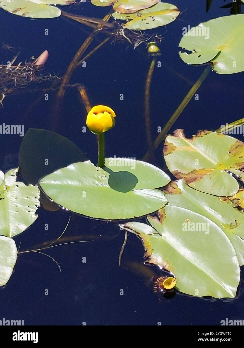 Variegated Yellow Pond-Lily (Nuphar variegata Stock Photo - Alamy