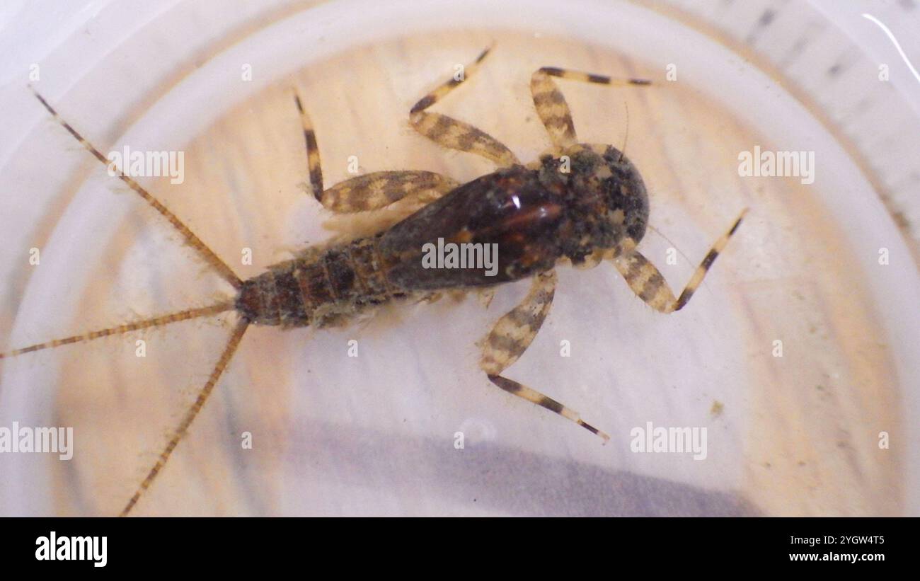 Modest Flat-headed Mayfly (Maccaffertium modestum Stock Photo - Alamy
