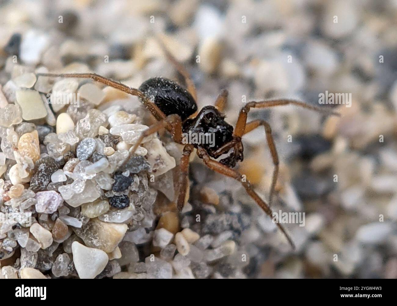 Oedothorax gibbosus hi-res stock photography and images - Alamy