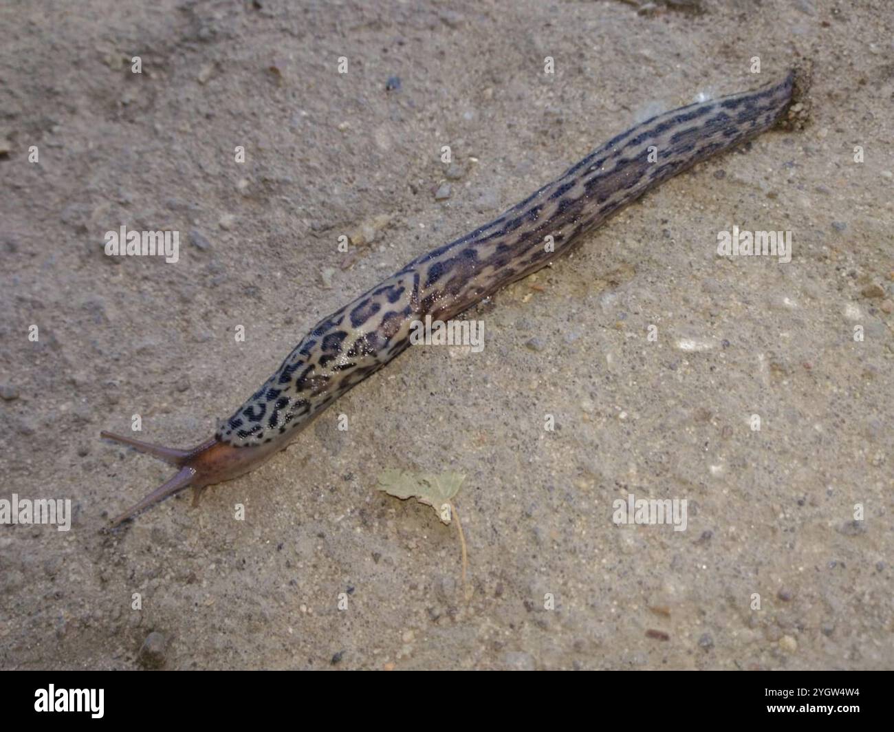 Leopard Slug (Limax maximus Stock Photo - Alamy