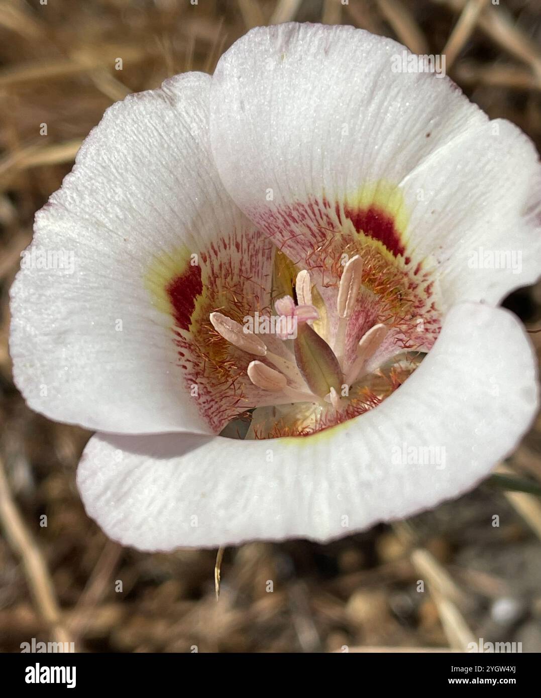 clay mariposa lily (Calochortus argillosus Stock Photo - Alamy
