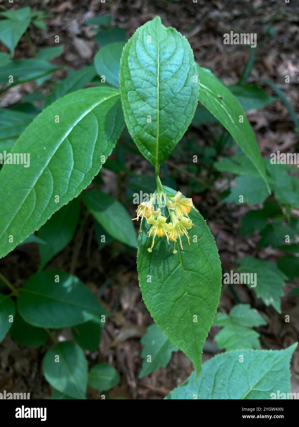 northern bush honeysuckle (Diervilla lonicera Stock Photo - Alamy