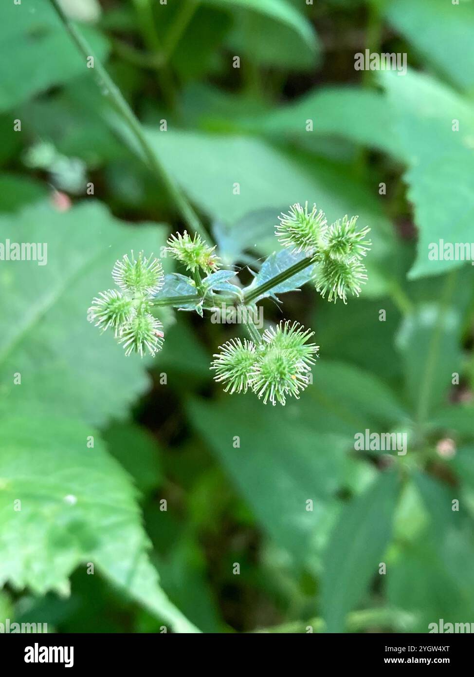 Black Snakeroot (Sanicula canadensis Stock Photo - Alamy