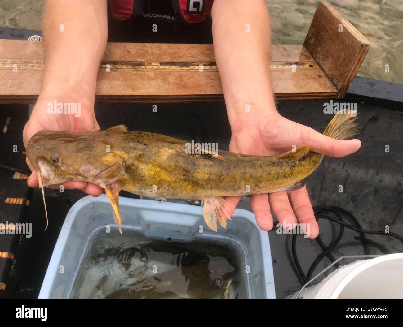 Flathead Catfish (Pylodictis olivaris Stock Photo - Alamy