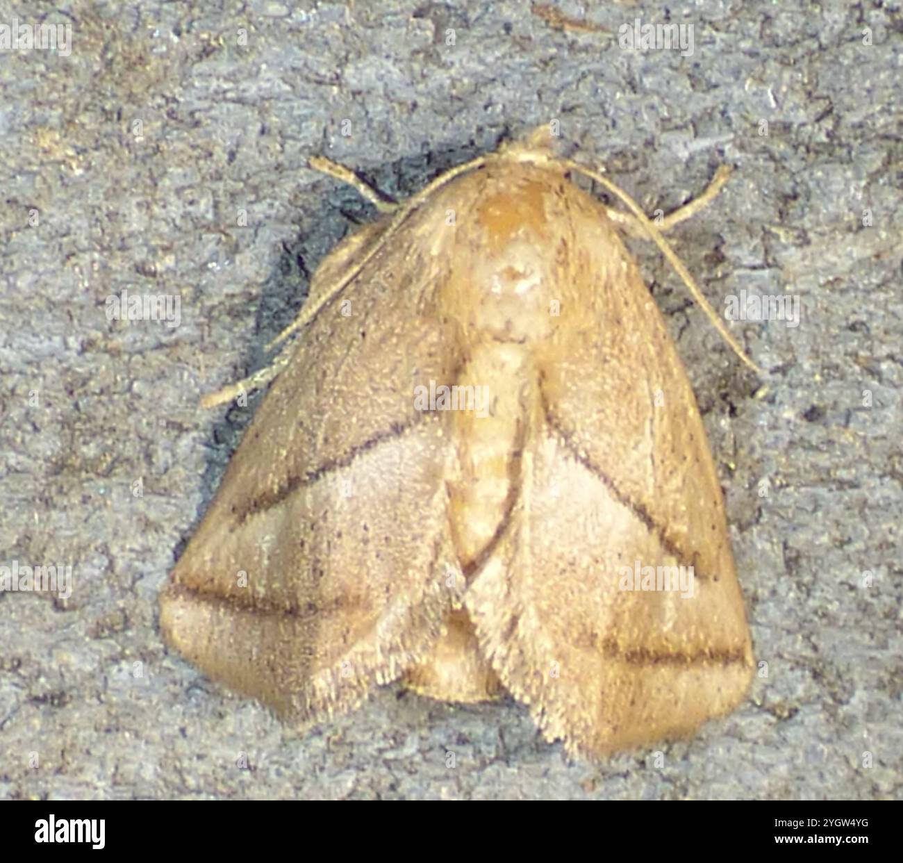 Nasons slug hi-res stock photography and images - Alamy