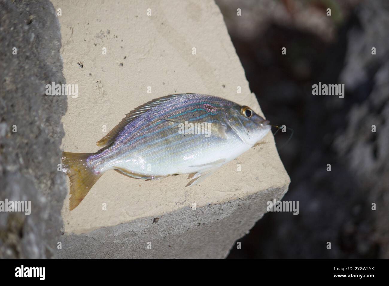 Pinfish hi-res stock photography and images - Alamy